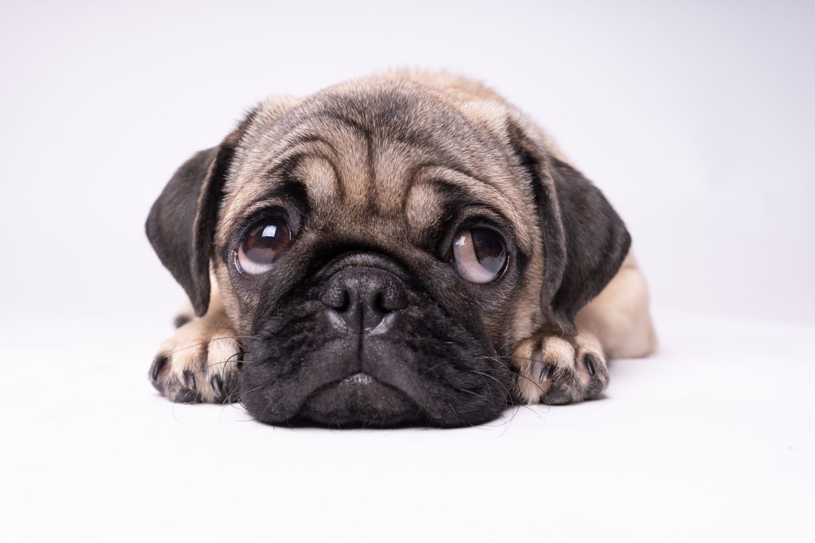 UCLA's Final Offer: Replace All TAs With This Cute Widdle Guy | | The ...